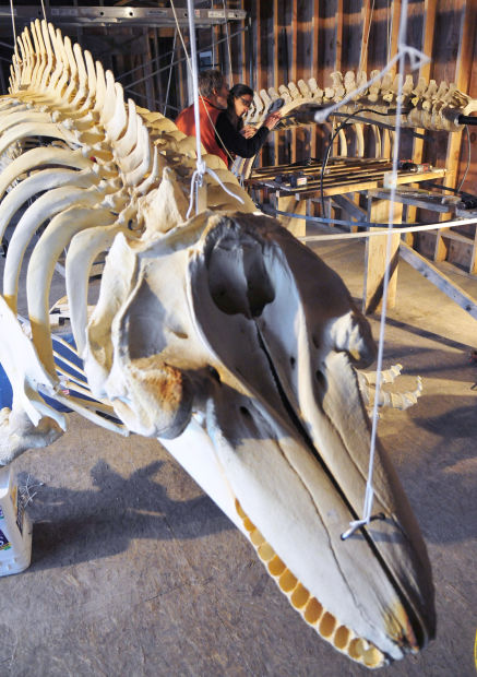 Whale Bones | Photo Collections | theworldlink.com