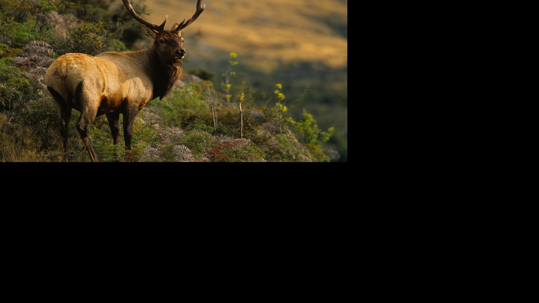 Moose in Oregon | Outdoors | theworldlink.com