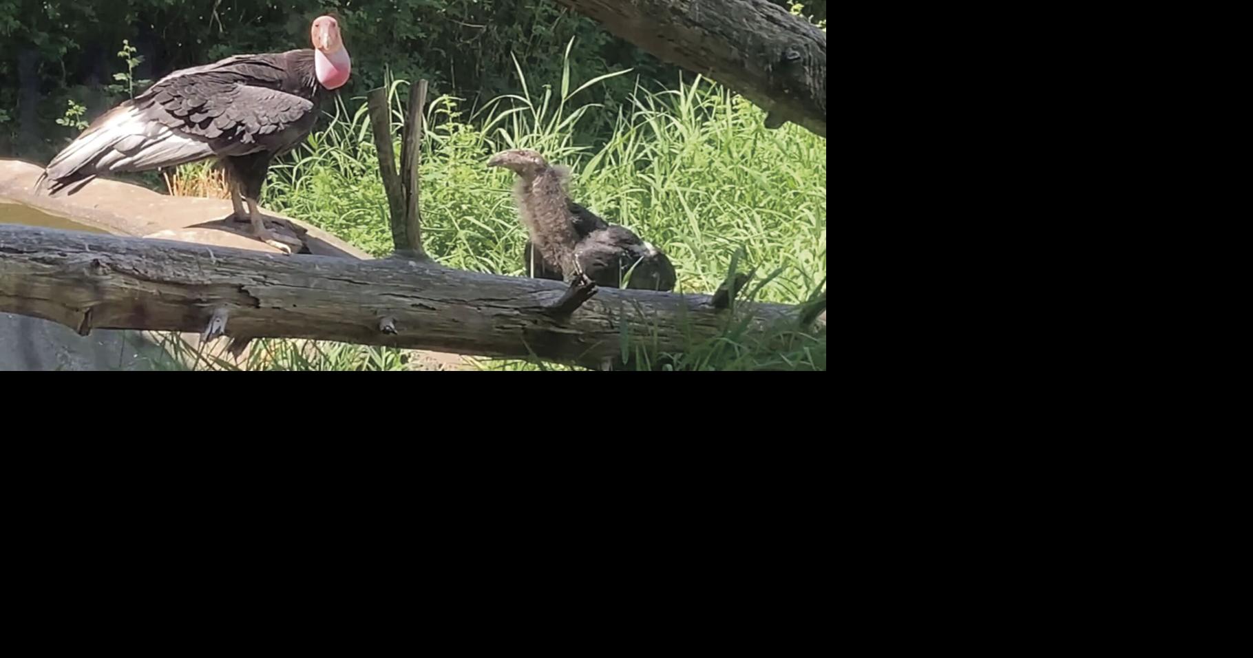 Zoo condor chicks learn to fly | Local News | theworldlink.com