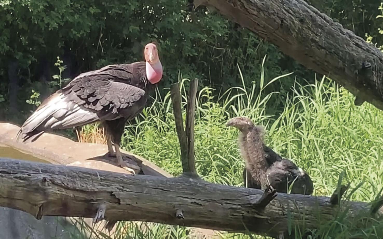 Zoo condor chicks learn to fly | Local News | theworldlink.com