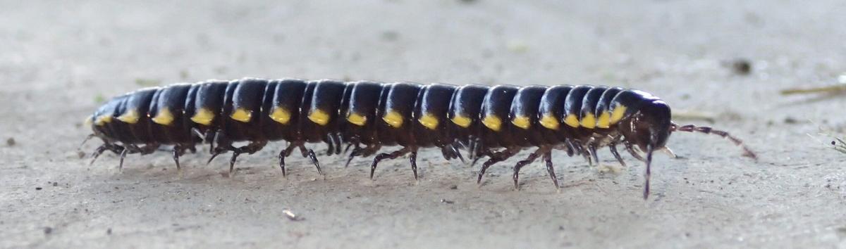 Nature Guide Journal: Millipedes - They've got legs and they know how ...