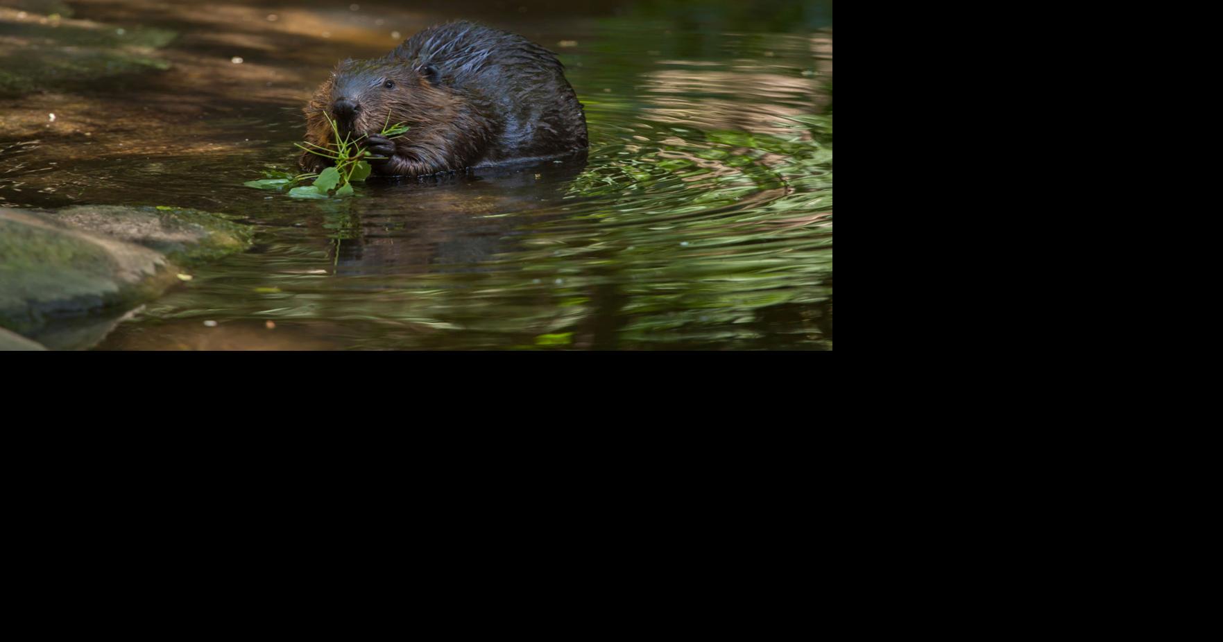 626583010 beaver | | theworldlink.com