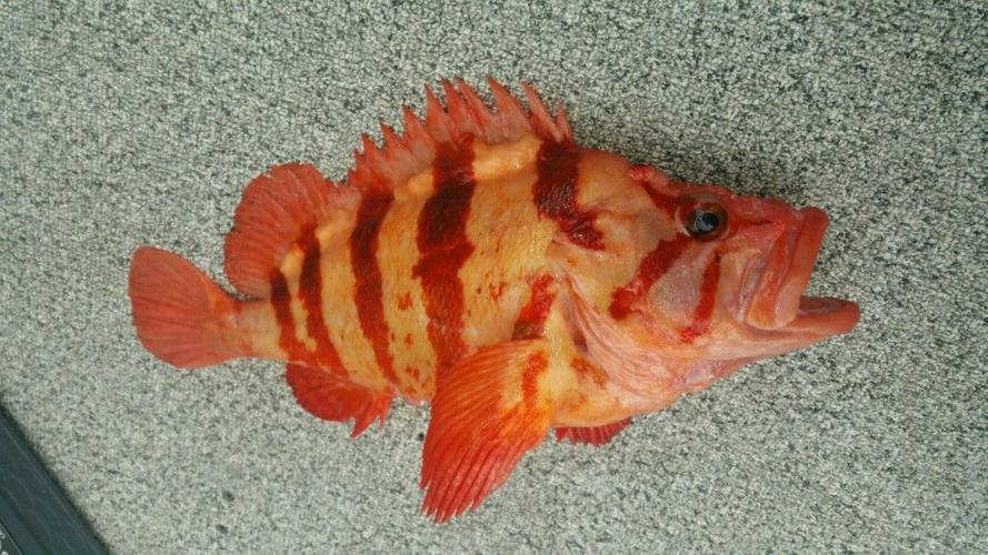 tiger rockfish