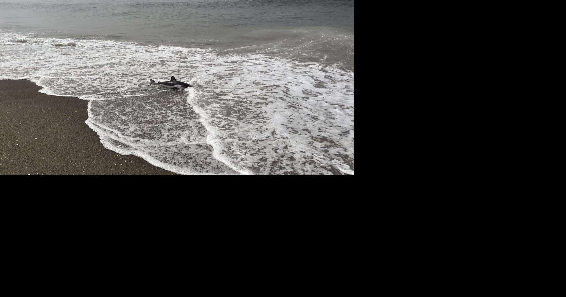 Shark survives beaching, returns to sea | Local News | theworldlink.com