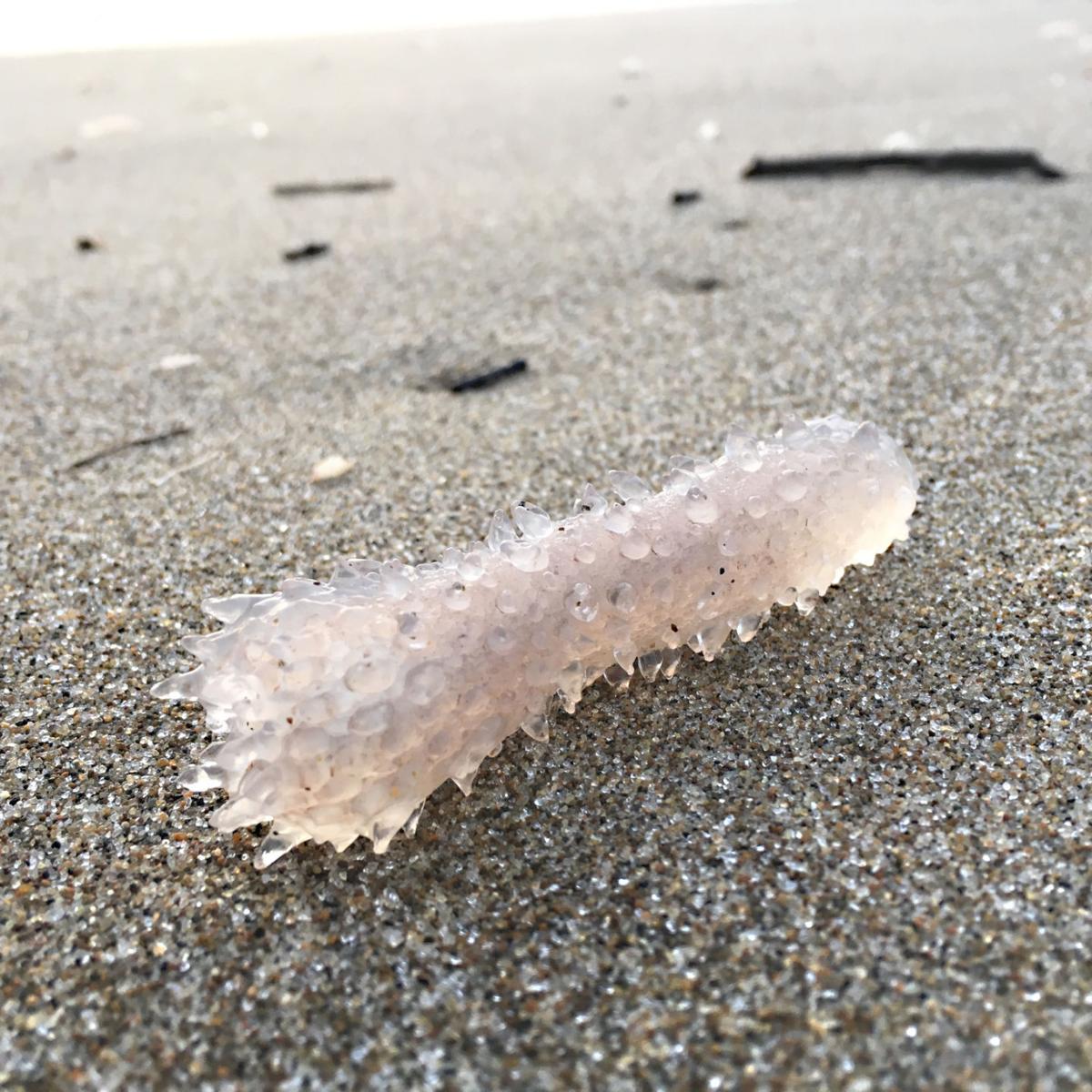 Zooids cluster to form what appears to be a single organism ...