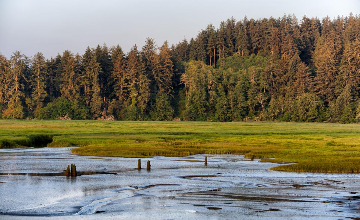 Wetland species adapt to periodic drowning | Lifestyles | theworldlink.com