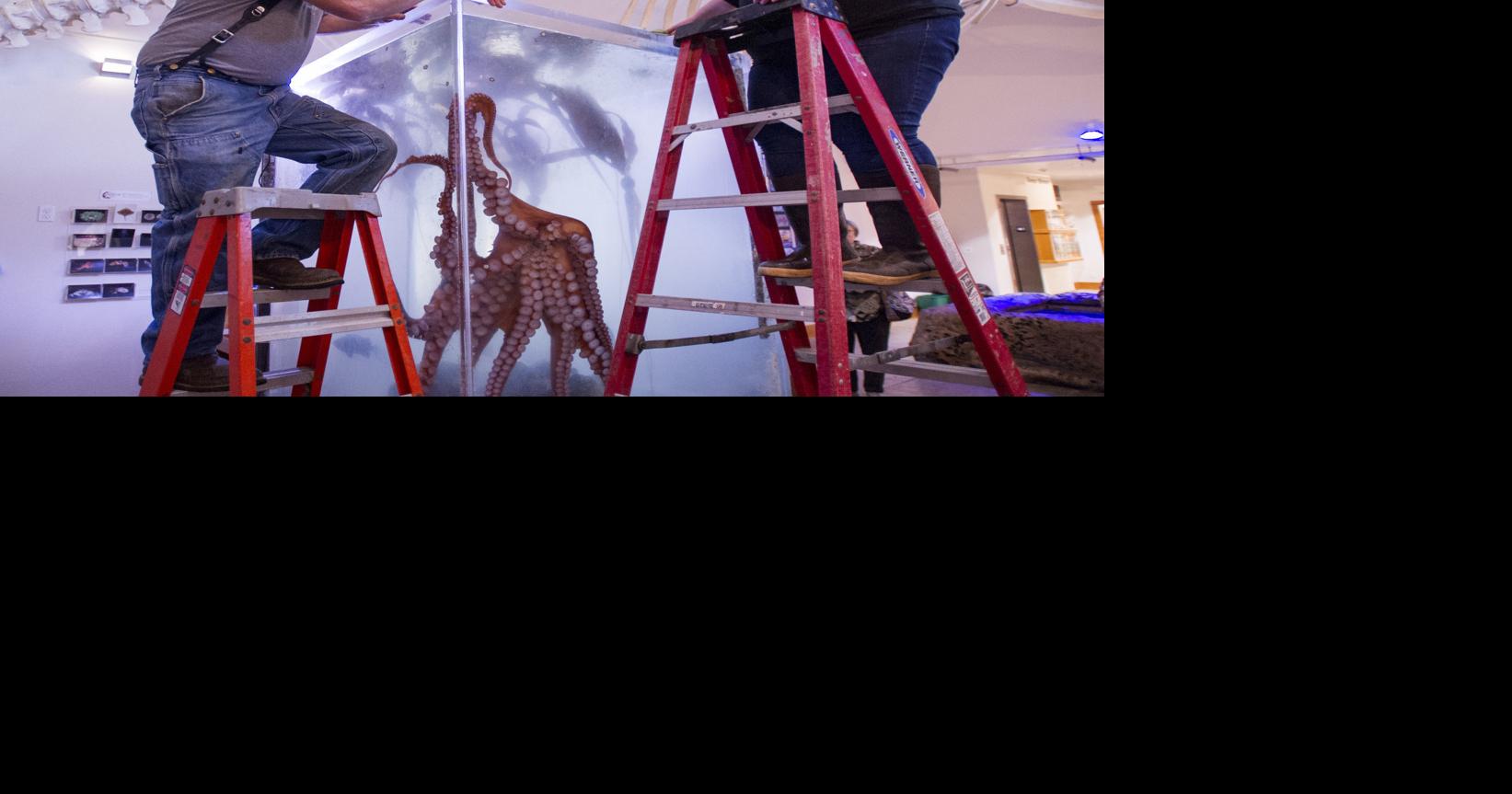Saying goodbye to Octavius the giant Pacific octopus | Local News ...