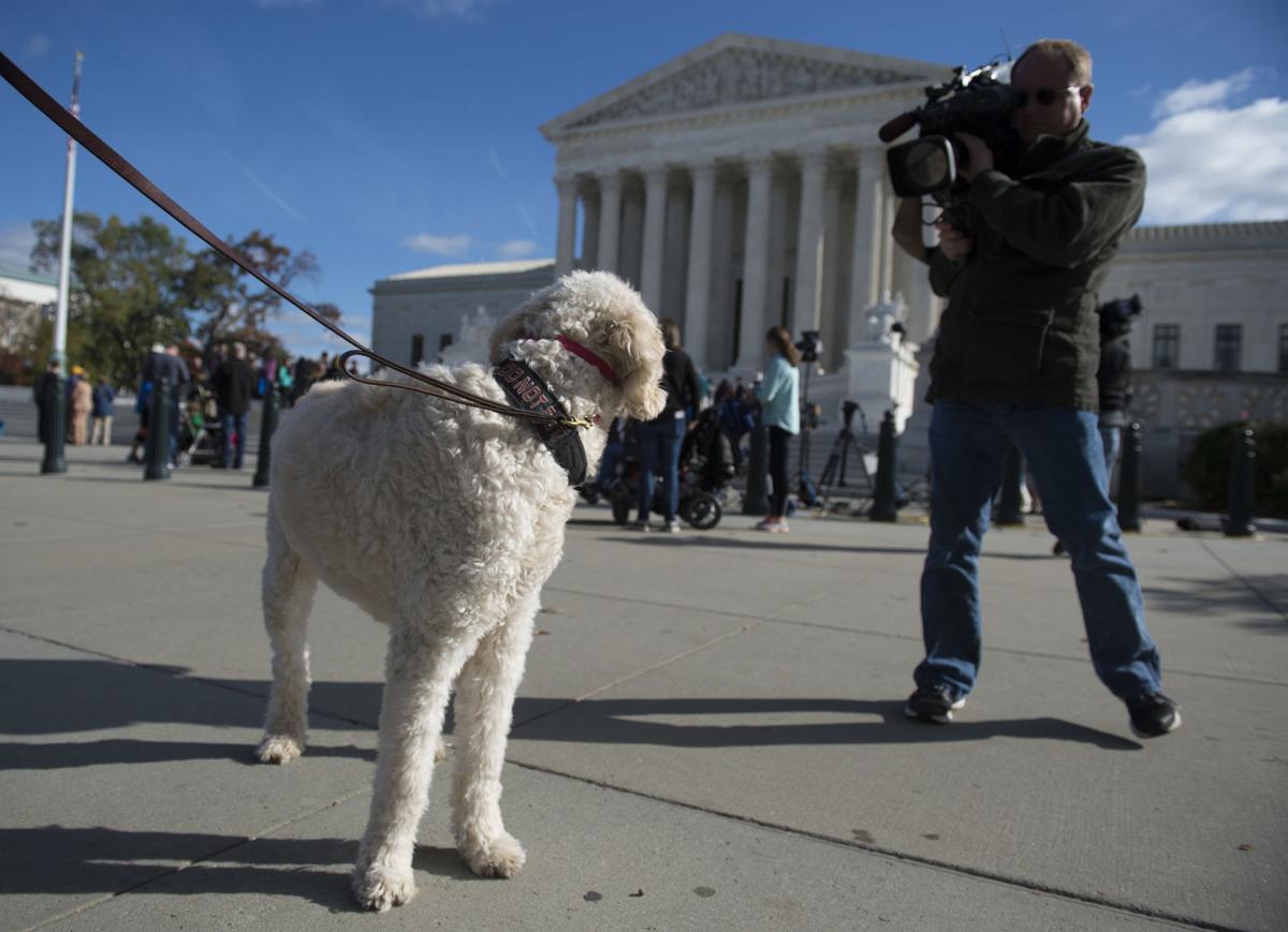 Photos: Service dogs head to the Supreme Court | National News ...