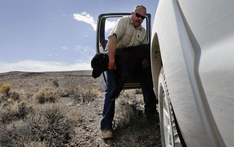 What Buster Nose | Photo Collections | theworldlink.com