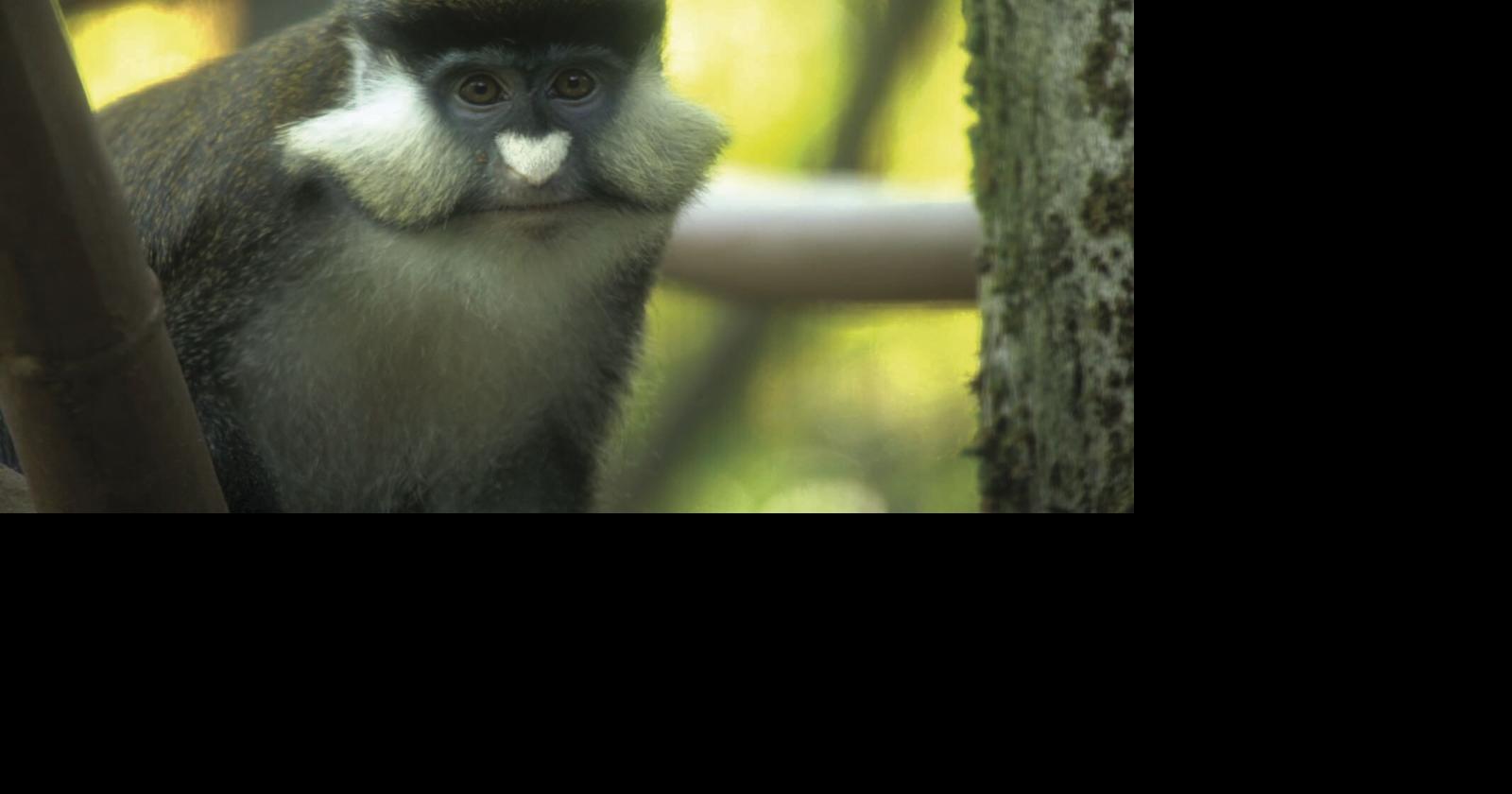 Zoo welcomes pair of red-tailed monkeys | Local News | theworldlink.com