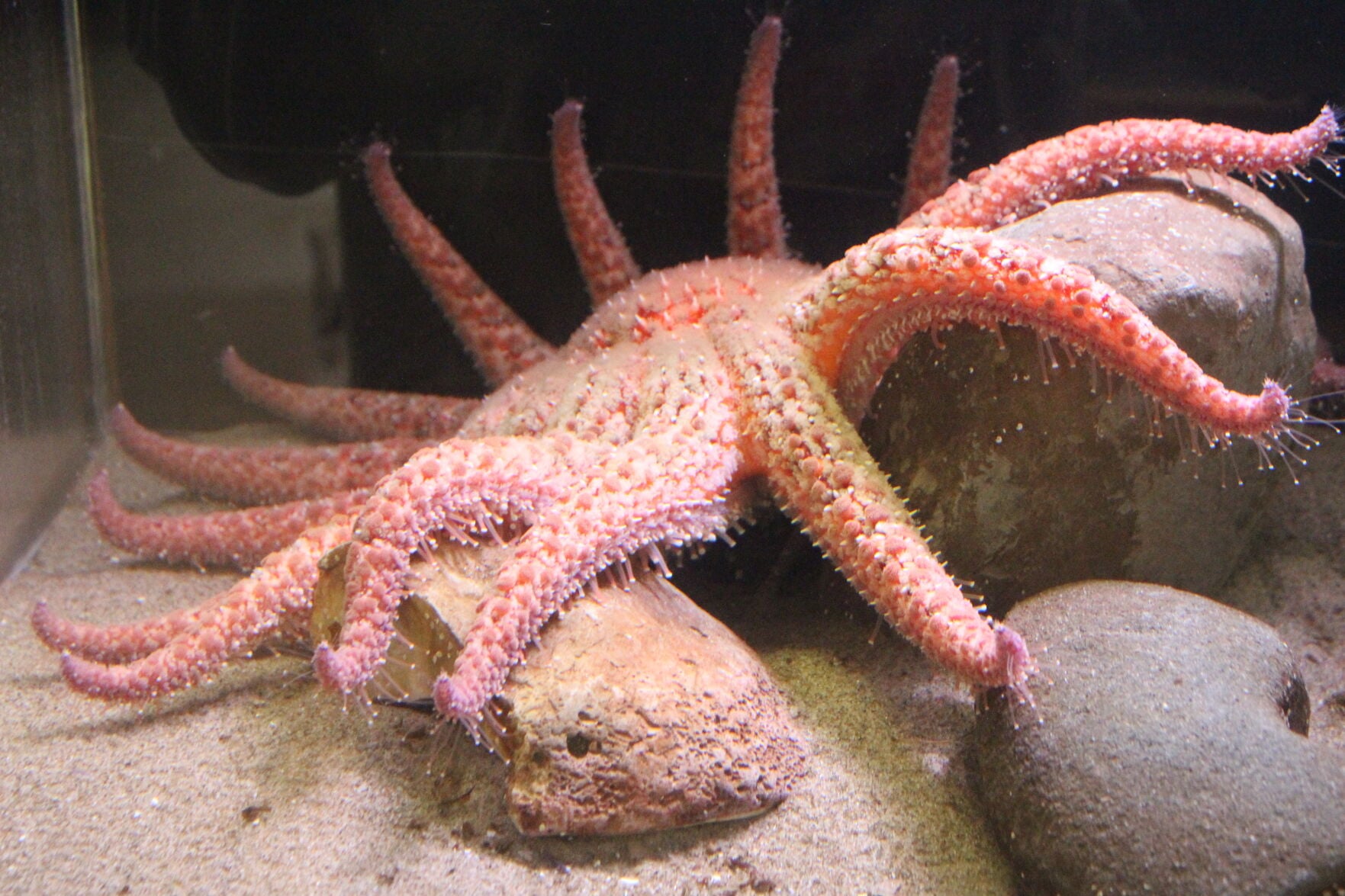 Charleston Marine Life Center welcomes new octopus, gears up for 10th ...