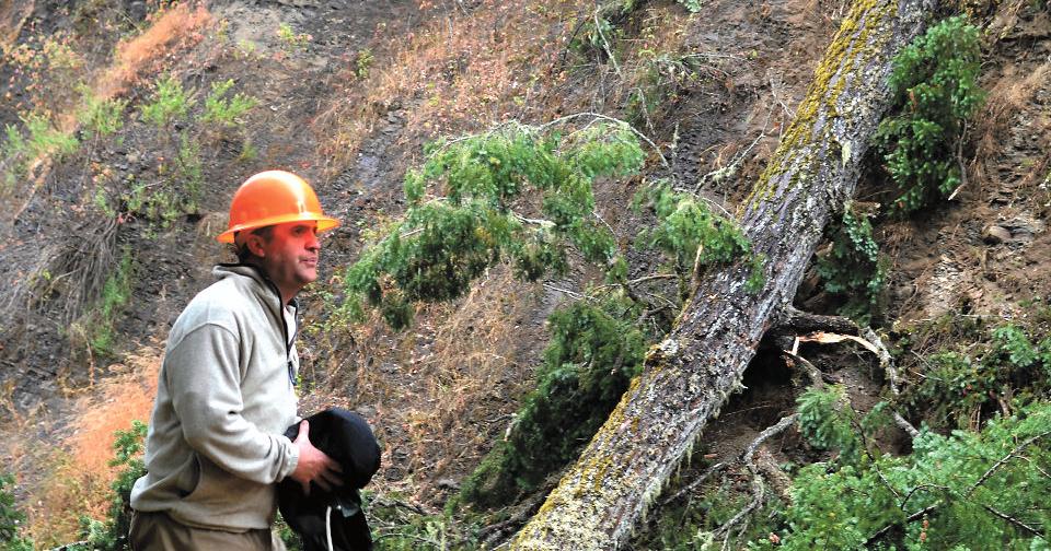 Troublesome trees aid salmon habitat restoration | Local News ...