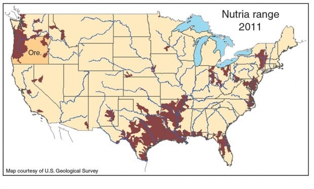 Nutria: An imported headache | Local News | theworldlink.com