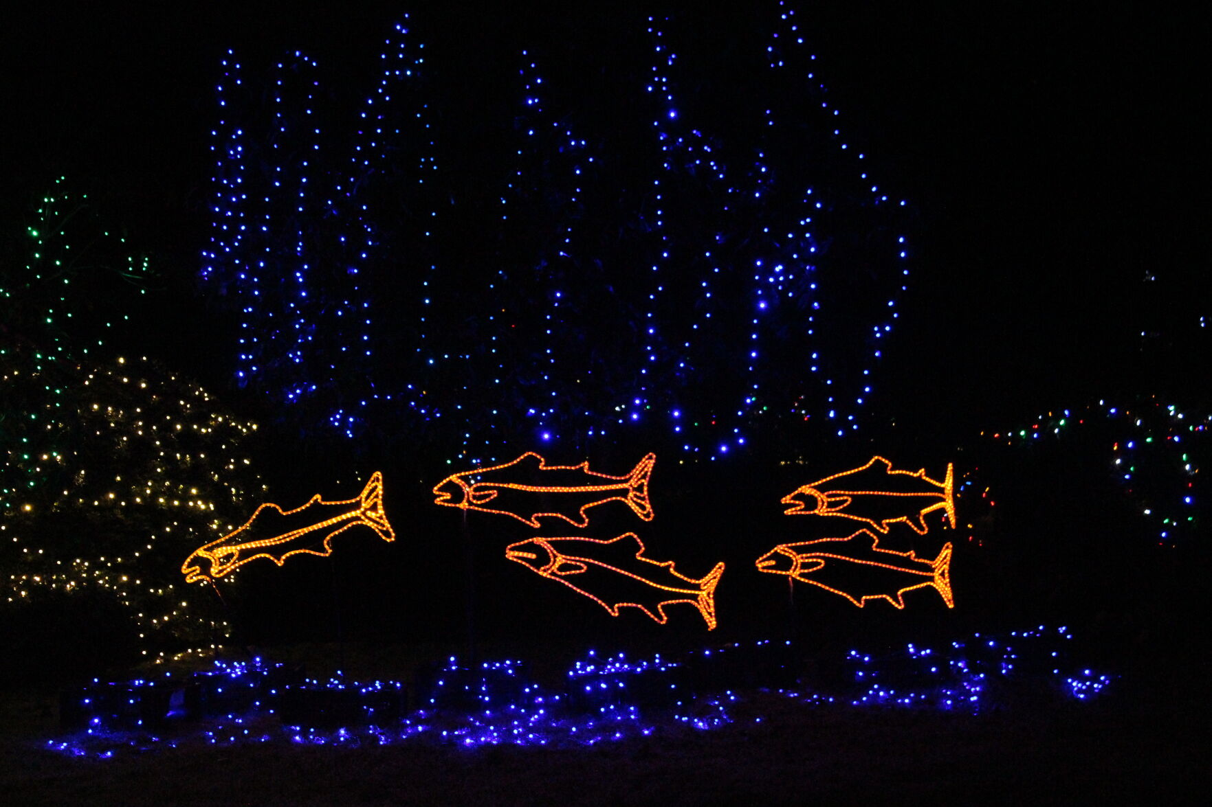 Shore Acres Holiday Lights Returned for 2025 On Thanksgiving | News | theworldlink.com