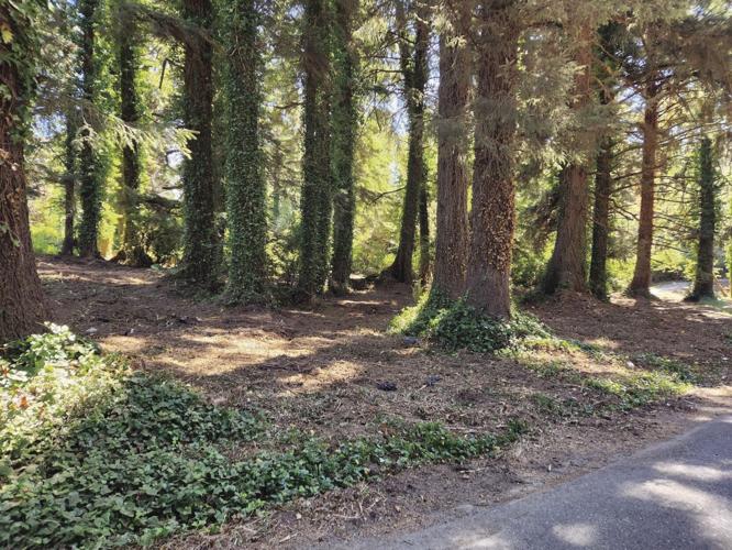 Photos: Underbrush clearance finished near Pittum Loop | Local News ...