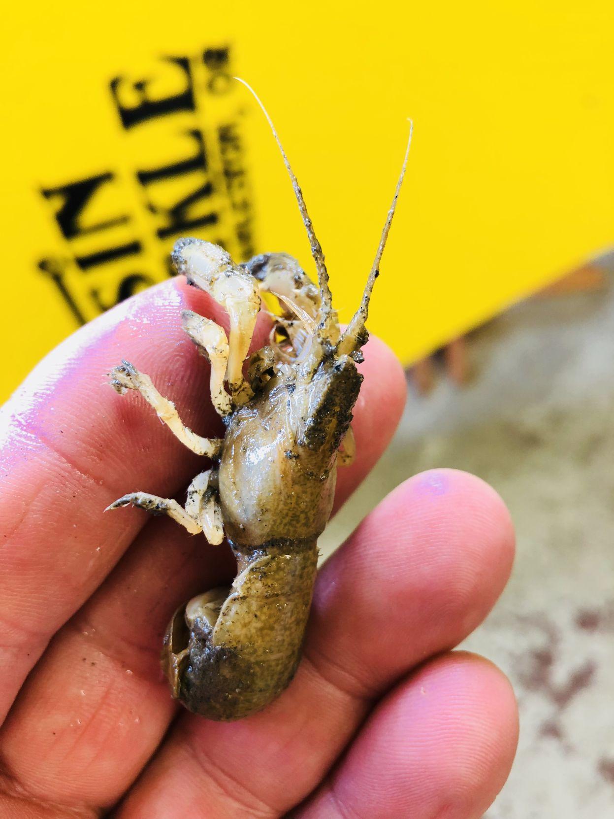Blue mud shrimp can be found in mud flats | Lifestyles | theworldlink.com