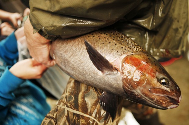 Spawning steelhead: Students learn at hatchery | Lifestyles ...