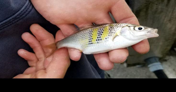 Shiner perch can be caught using smaller gear | | theworldlink.com