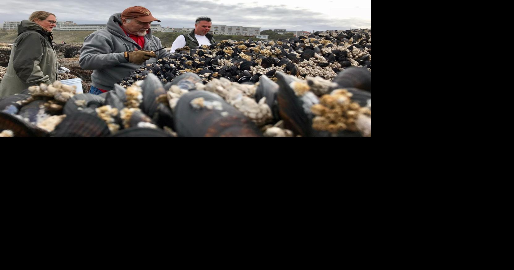 Mussel Harvesting Opens on the South Coast | Local News | theworldlink.com