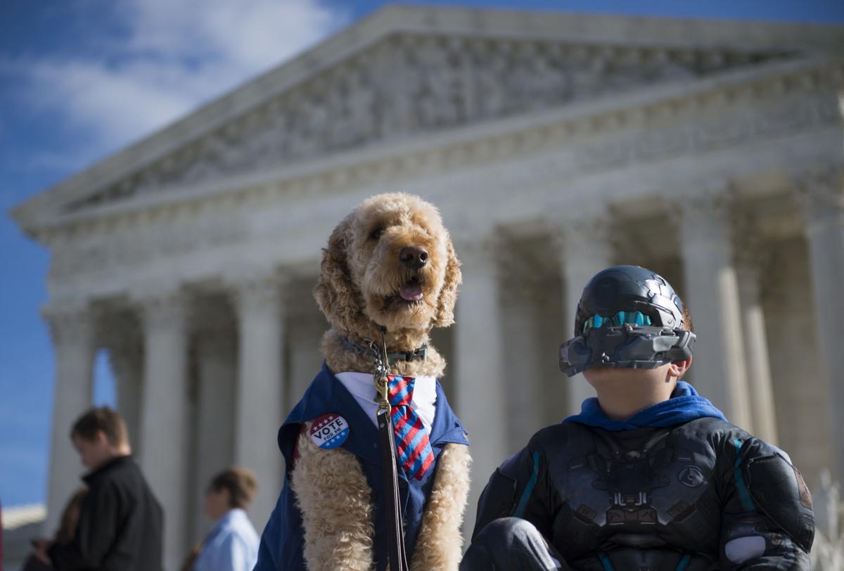 Photos: Service dogs head to the Supreme Court | National News ...