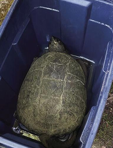 Invasive snapping turtles pose threat to native fish, other animals in ...
