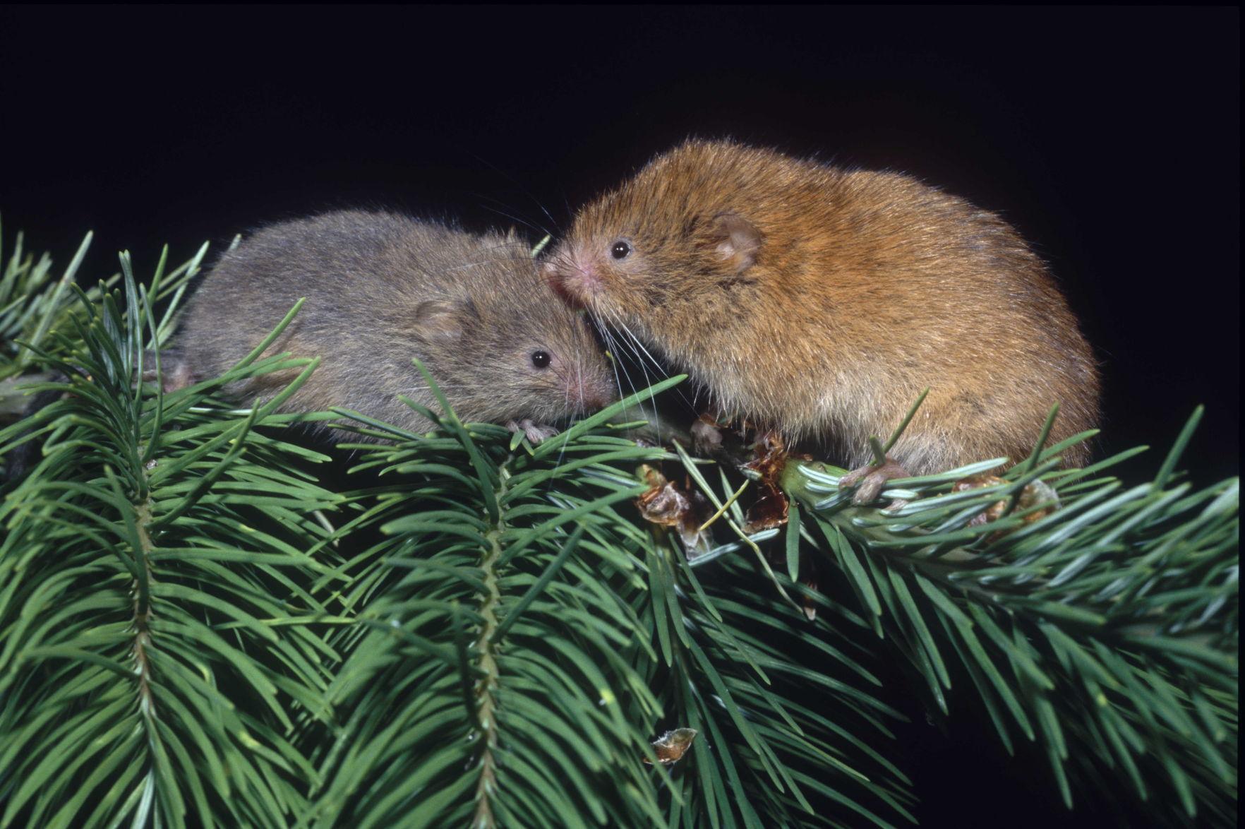 Vole-umes of small rodents | Lifestyles | theworldlink.com