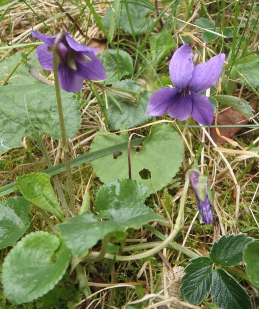 Violets erupt on the Oregon Coast | Lifestyles | theworldlink.com