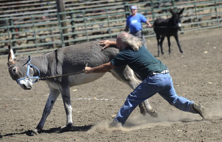Donkey Baseball | Photo Collections | theworldlink.com