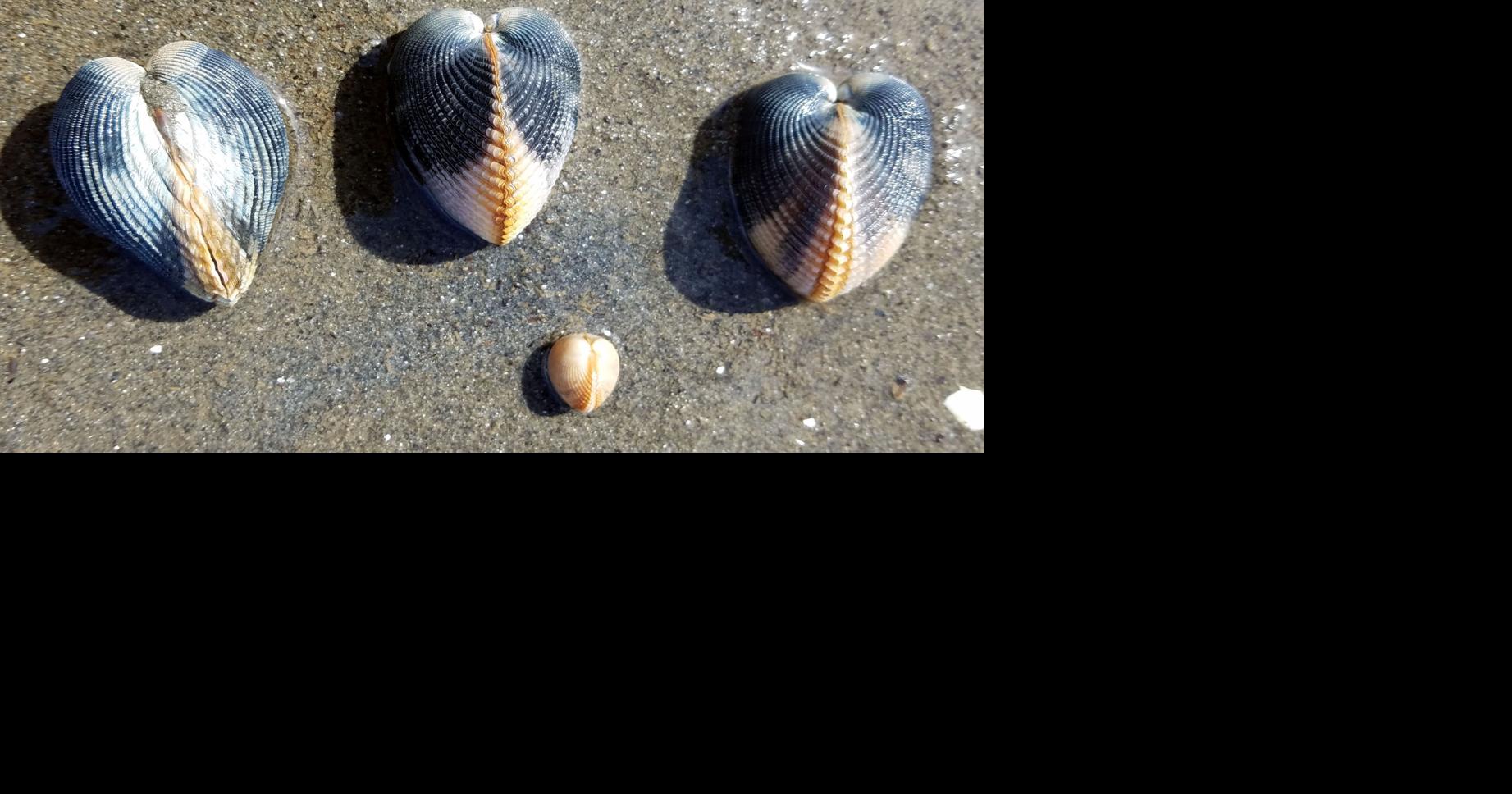 Clarity on clam reproduction still murky | Lifestyles | theworldlink.com