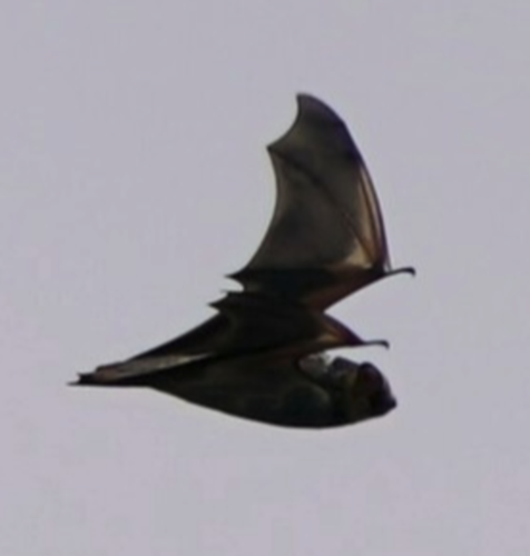Oregon State University researchers are first to see at-risk bat flying ...