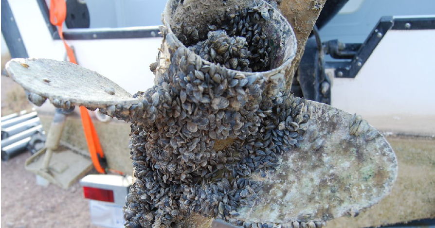 Invasive quagga mussels found in Snake River increase threat to Oregon ...