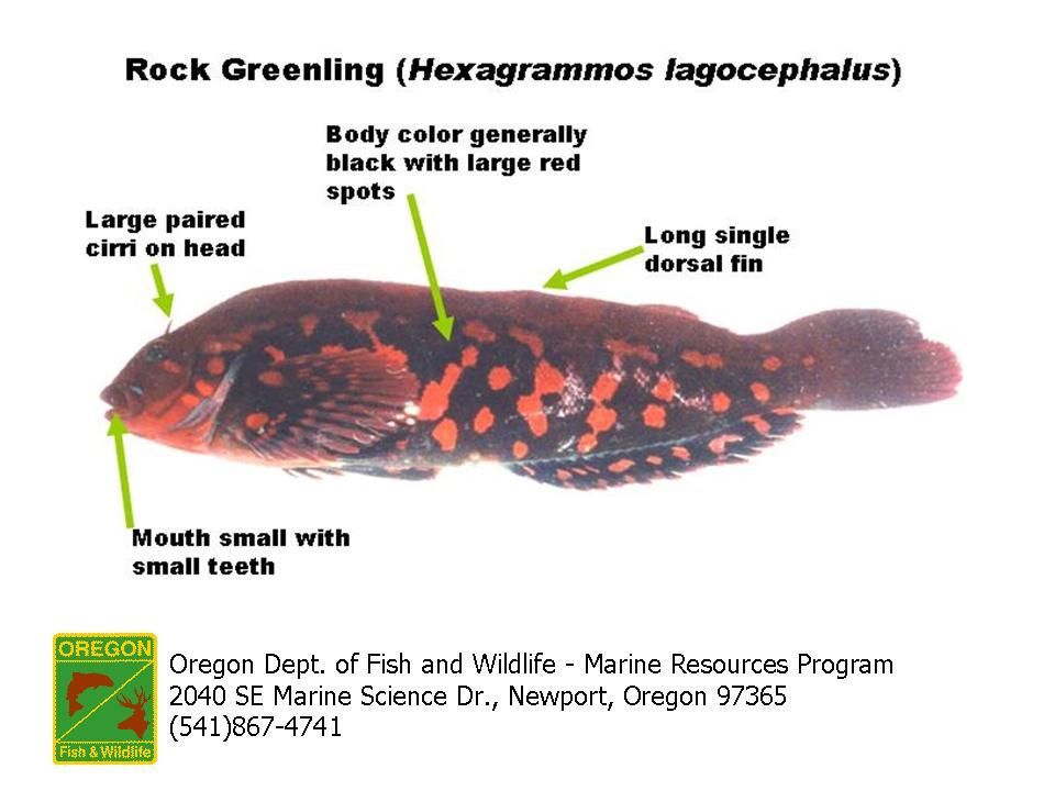 Greenling are rock or kelp species | Recreation | theworldlink.com