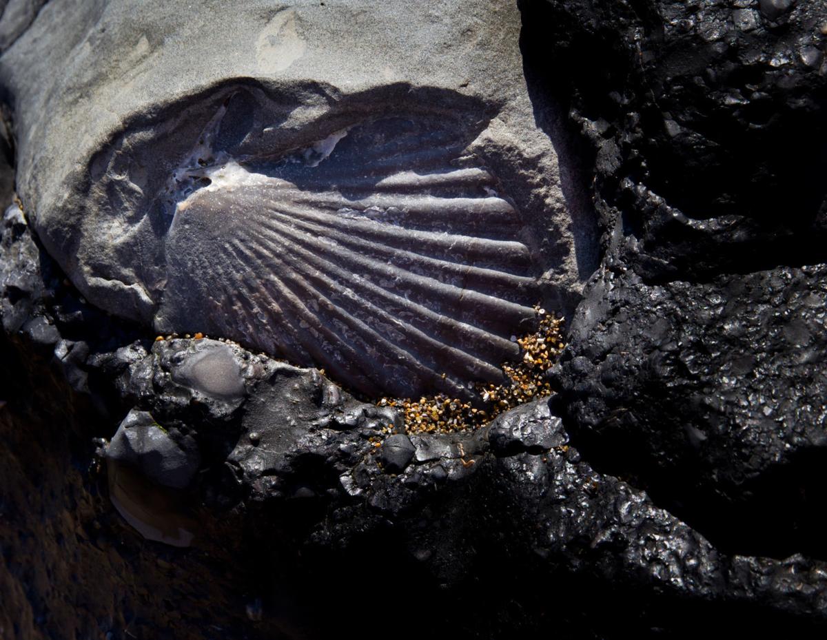 Learn about the shells you find on beaches | Lifestyles | theworldlink.com