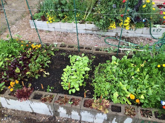 Plots available at Good Earth Community Garden in Bandon | Bandon ...