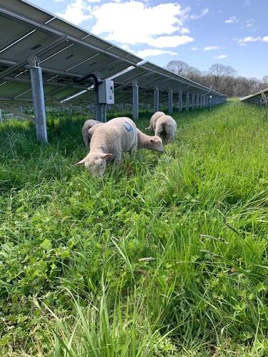 Combining solar panels and lamb grazing increases land productivity ...