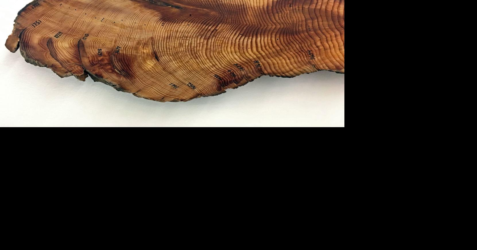 Tree rings tell physiology of drought intolerance from fire suppression ...