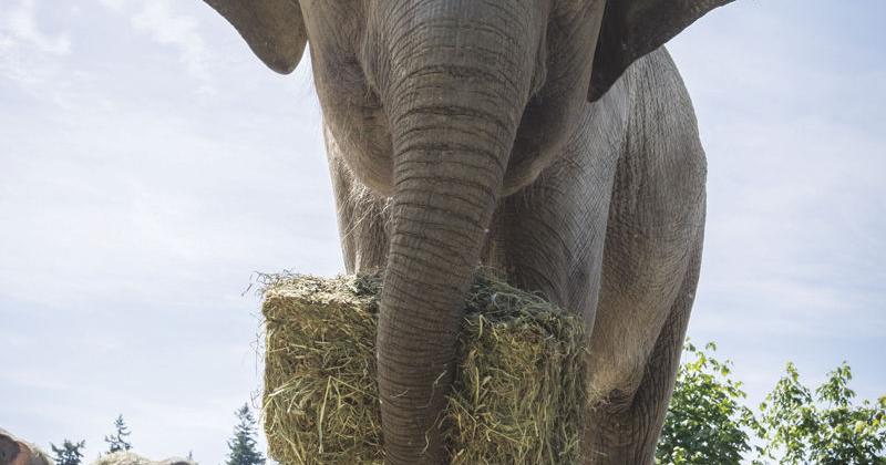 Jenck Farms, TCCA donate hay to Oregon Zoo | News ...