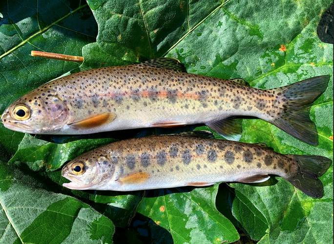 Photos: After devastating wildfires, watersheds surprisingly thick with ...