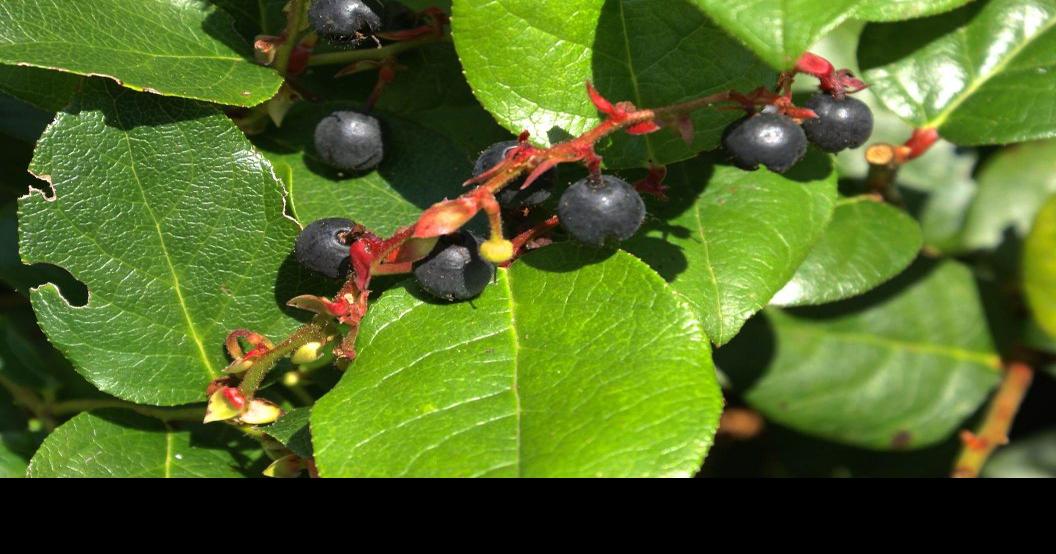 In praise of the unsung hero; the salal berry | Arts And Entertainment ...