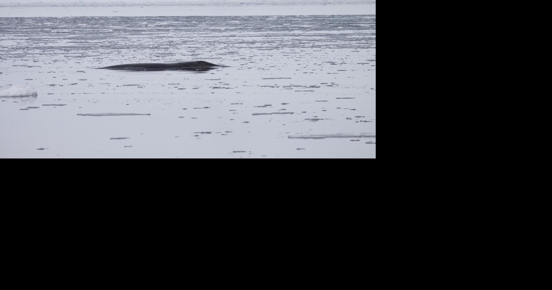 As sea ice declines in the Arctic, bowhead whales are adjusting their ...