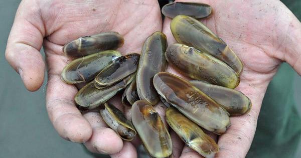 Razor Clam Harvesting Opens on the Central Coast | News ...