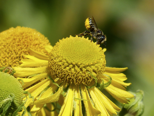 The Importance of Bees: Bees flock to clearcut areas but numbers ...