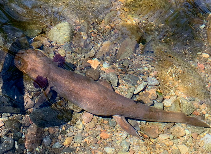 Photos: After devastating wildfires, watersheds surprisingly thick with ...