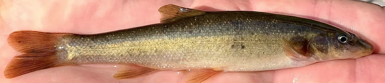 Photos: After devastating wildfires, watersheds surprisingly thick with ...