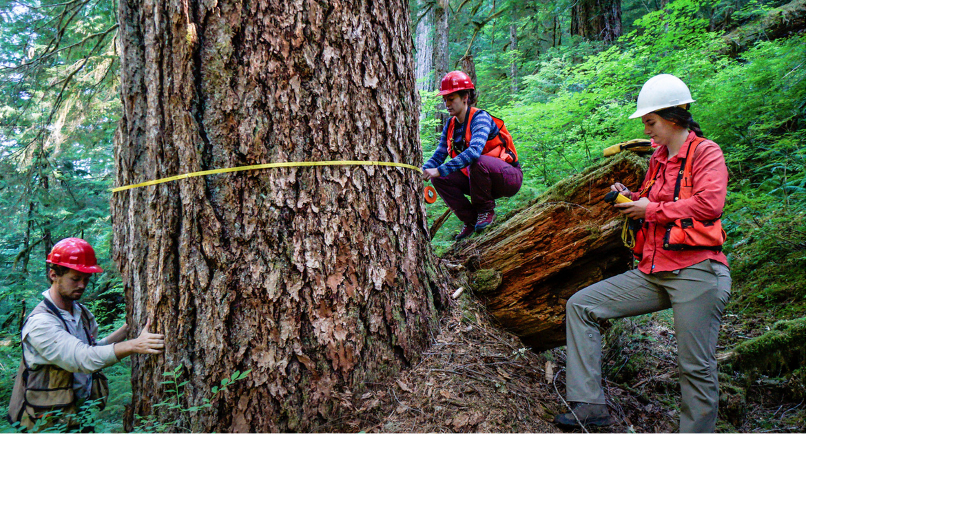 Closer Look: OSU receives $7.1 million for forest research | News ...