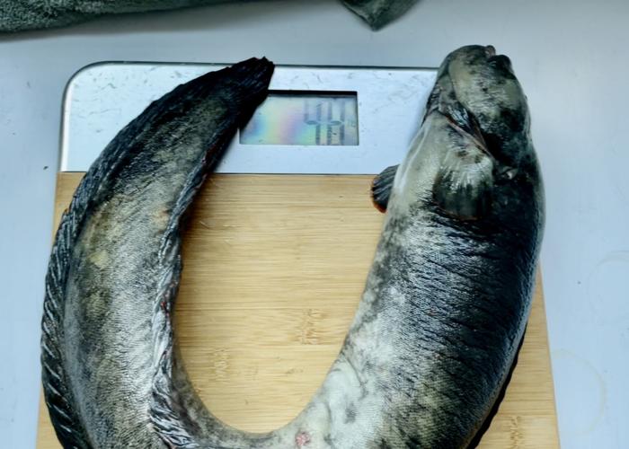 Monkeyface prickleback could be world record; fish caught by Tillamook ...