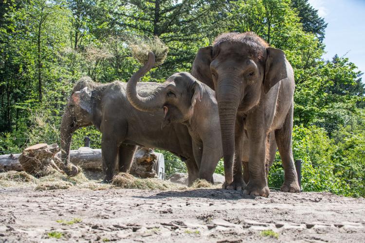Jenck Farms, TCCA donate hay to Oregon Zoo | News ...