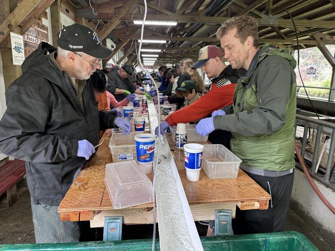 100,000 fins clipped at 36th annual Tillamook Anglers Fin Clipping Day ...