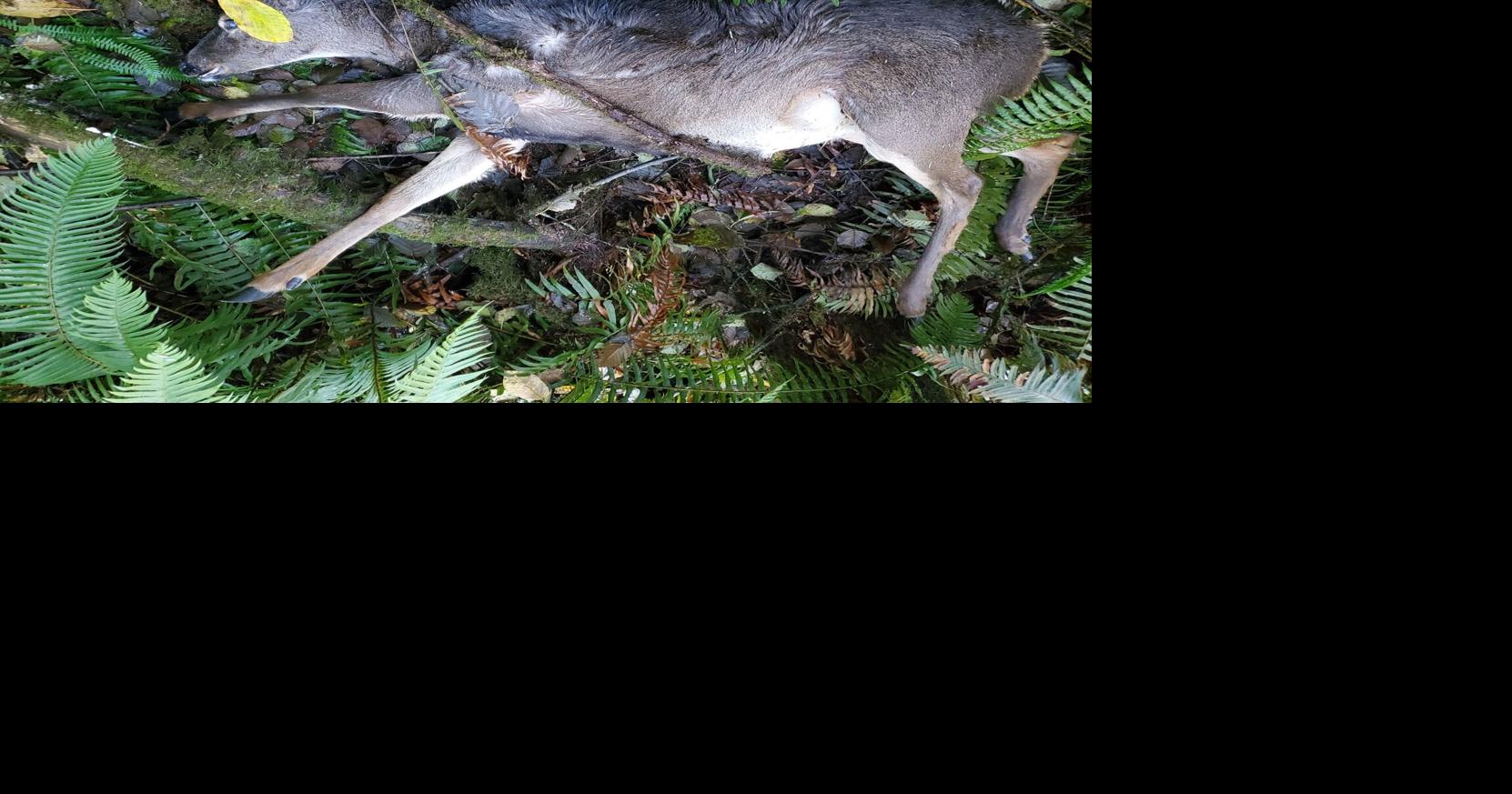 Public assistance requested with months-old poaching incident | News ...