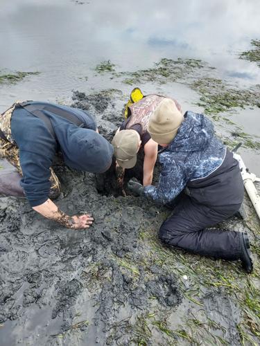 Fifth graders continue tradition of clamming in Netarts Bay | Community ...